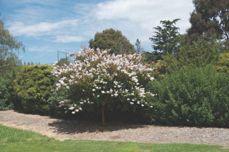 Botanix Plant Supply - News