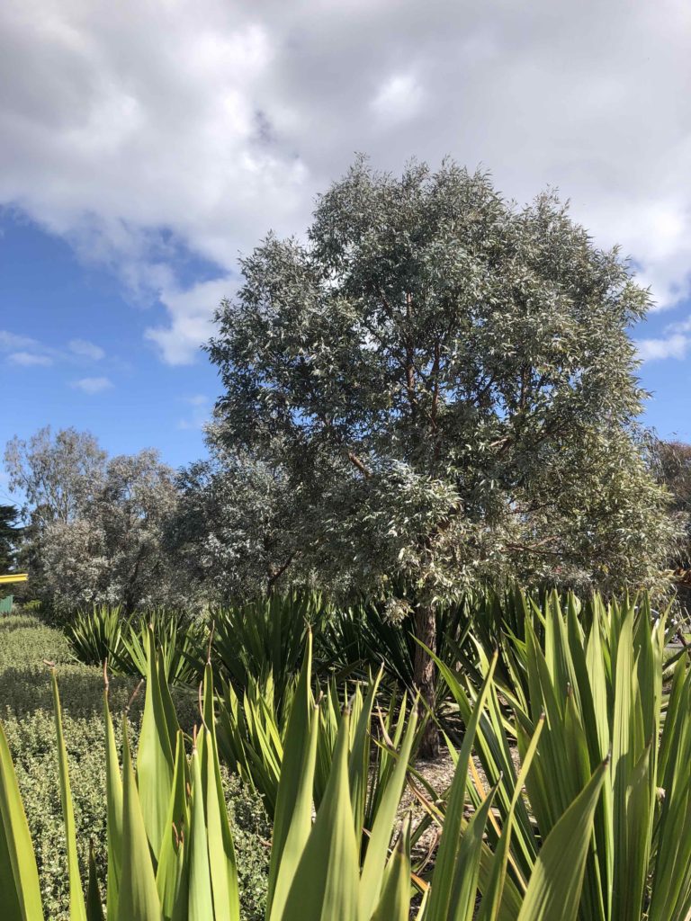 Eucalyptus cinerea 'Silver Shadow' – Botanix Plant Supply
