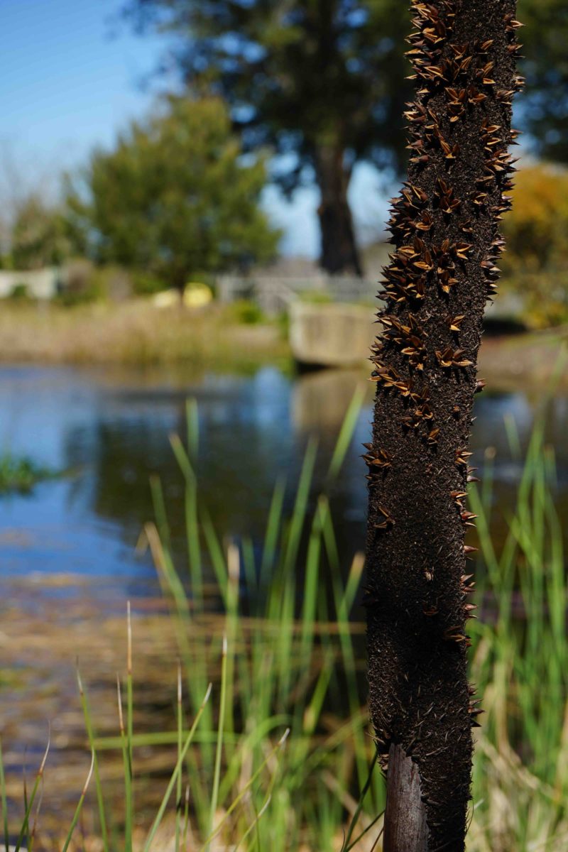 Somerville Garden – Botanix Plant Supply